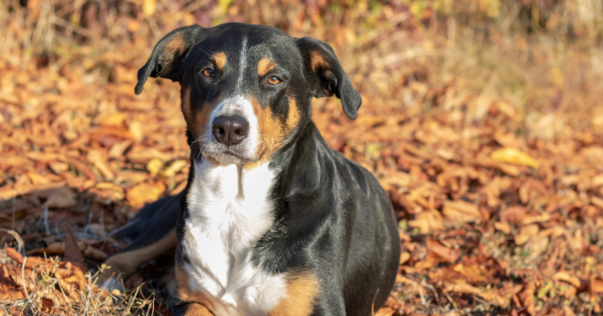 Appenzeller - Rasy Psów