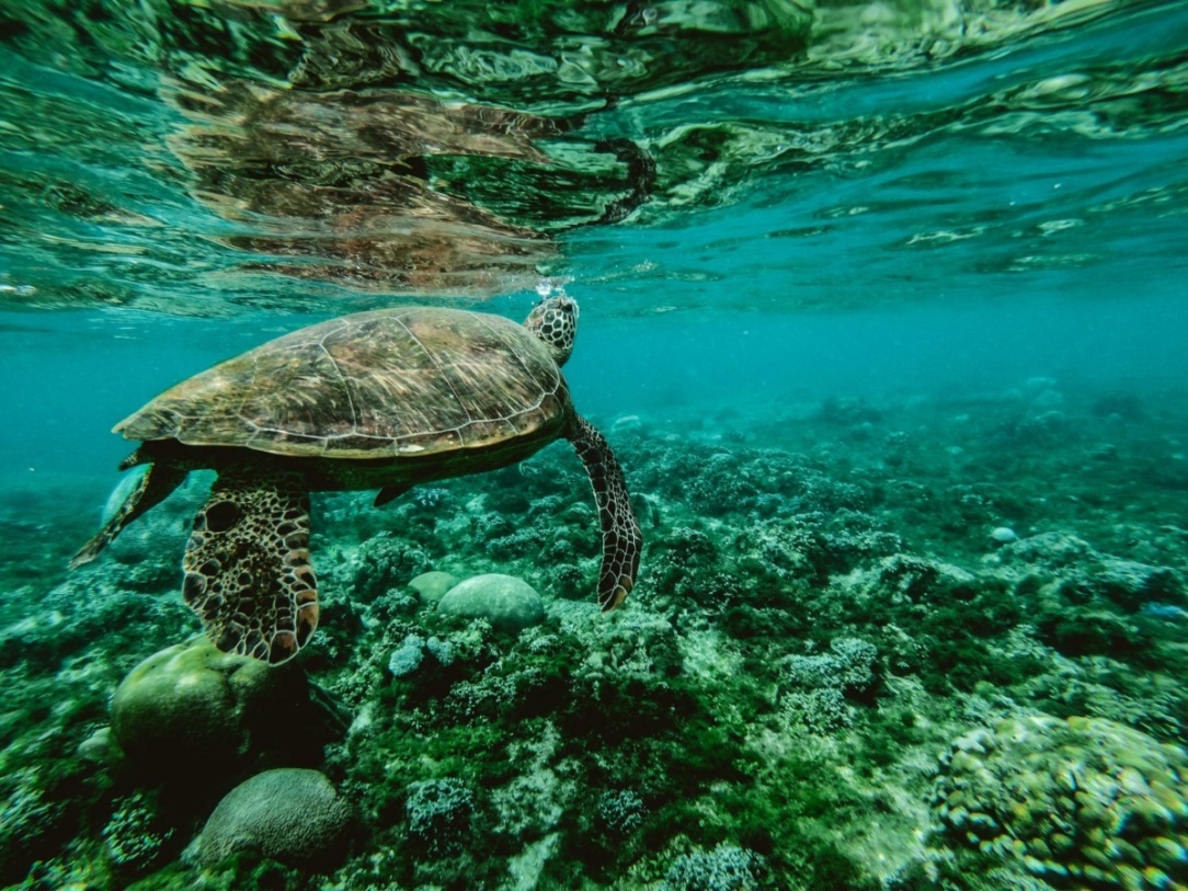3 things YOU can do on World Oceans Day to make a difference