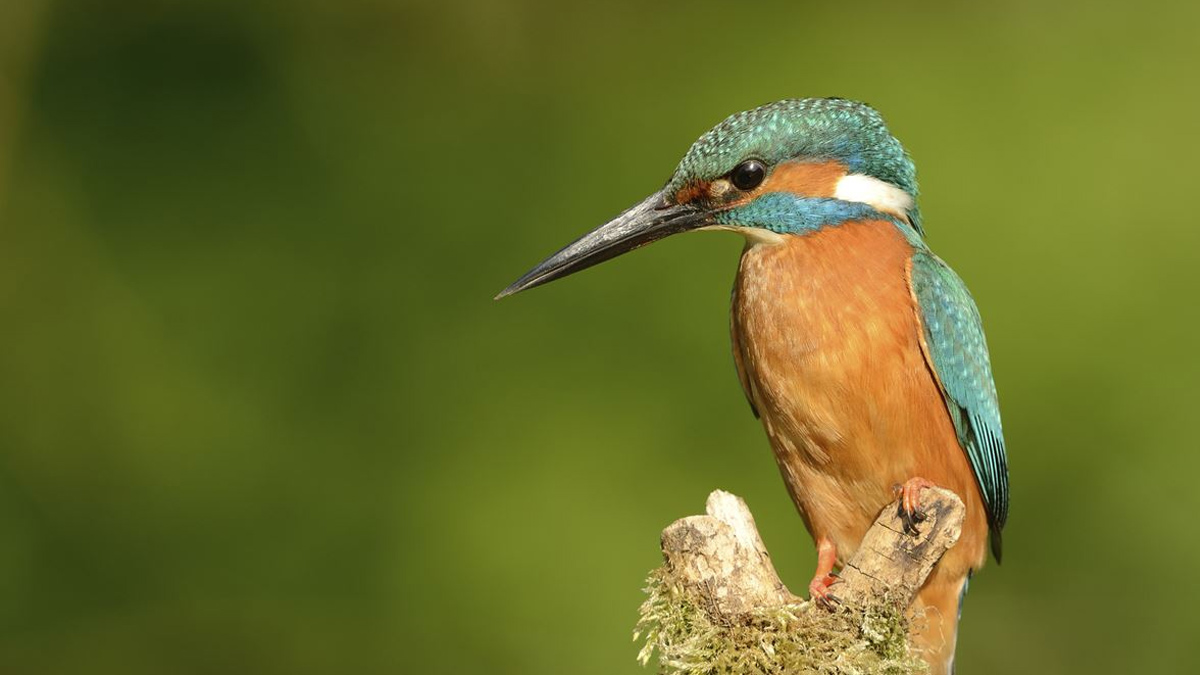 Designing the RSPB App: Giving Nature A Home