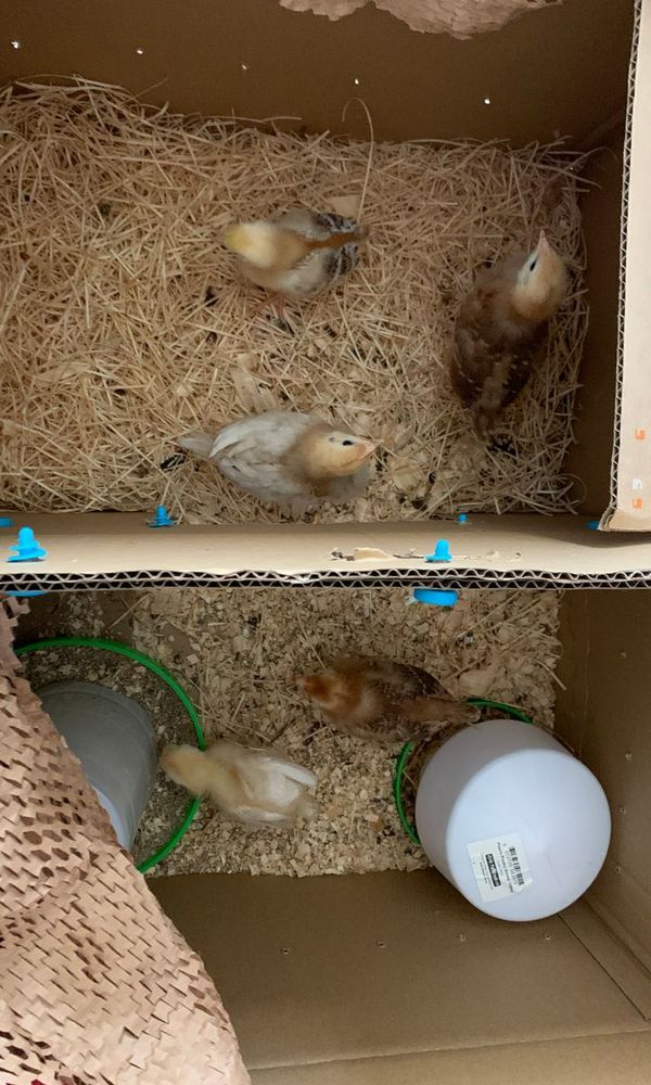 Chick Out Our New Home | Makedo Resource Hub