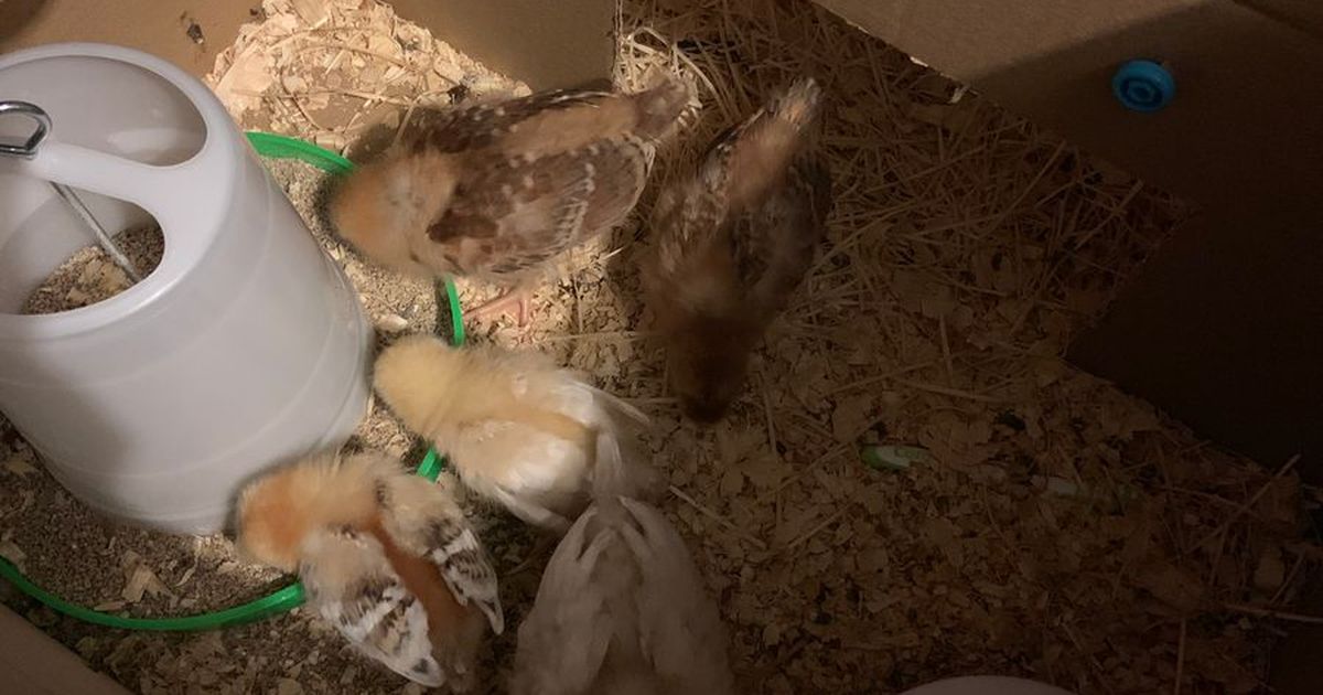 Chick Out Our New Home | Makedo Resource Hub