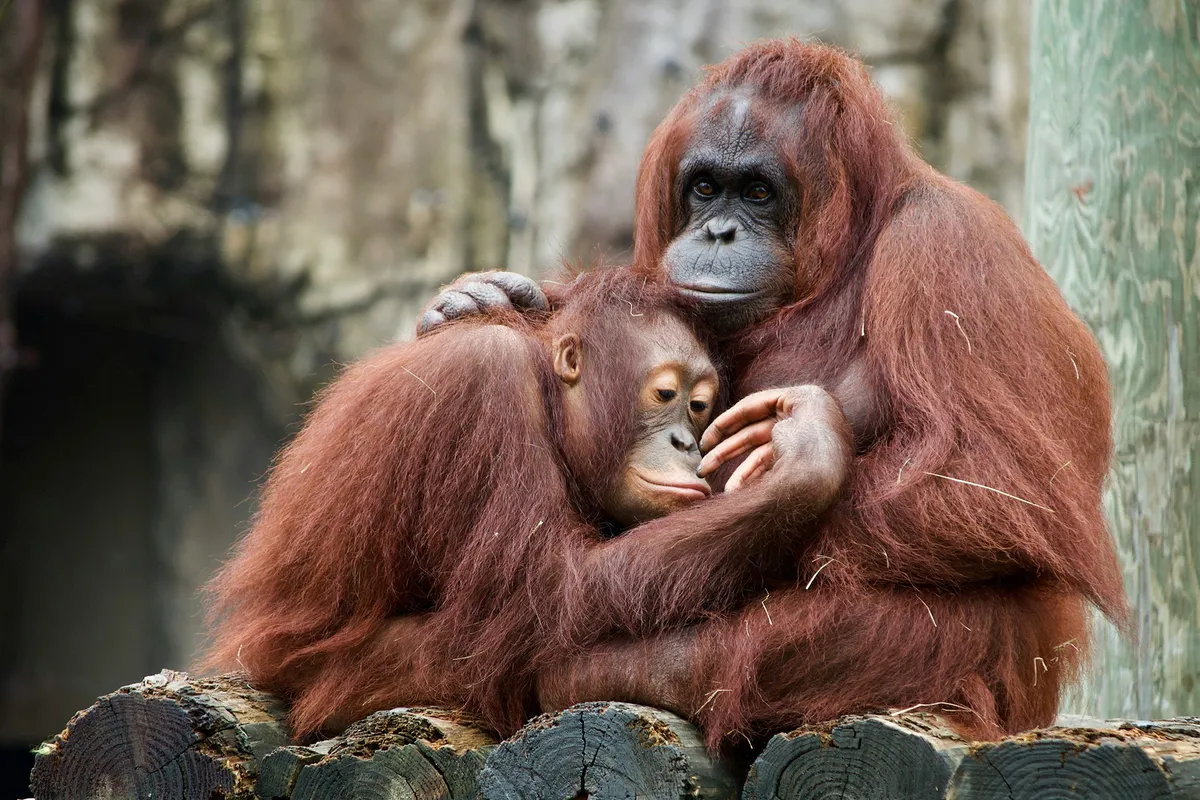 Eye tracking as a window into great ape emotions - Tobii