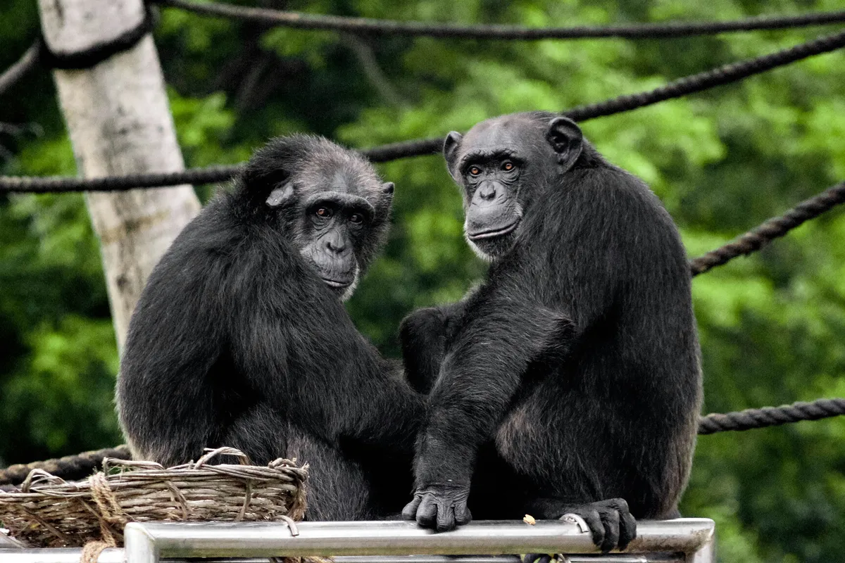 Eye tracking as a window into great ape emotions - Tobii