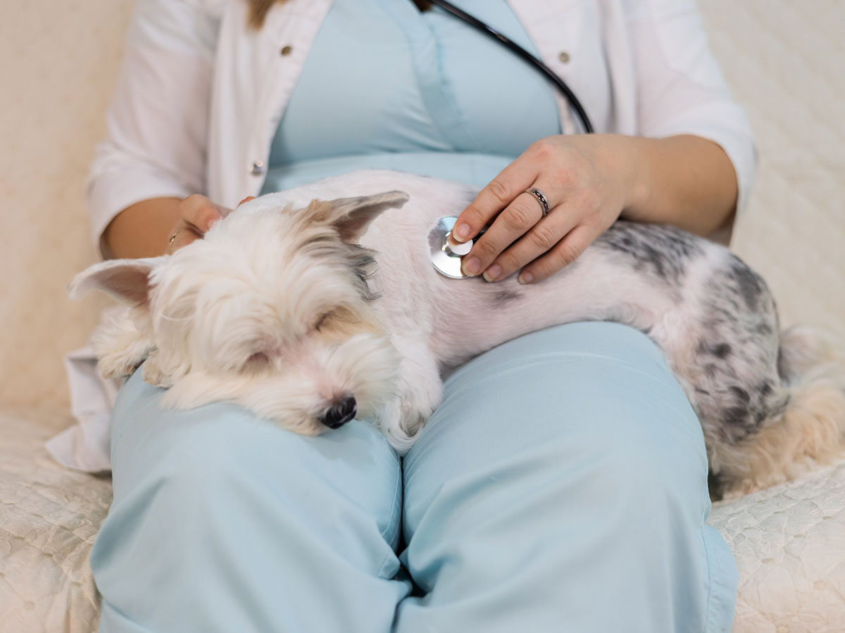 Pumpkin Pet Insurance Review 2026 | Compare.com