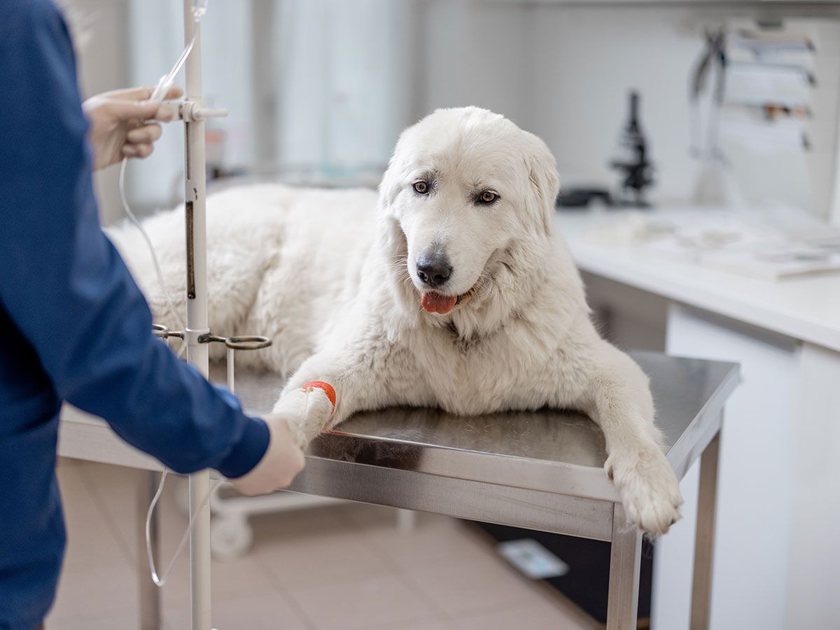 Best Pet Insurance for Dogs in 2026 | Compare.com