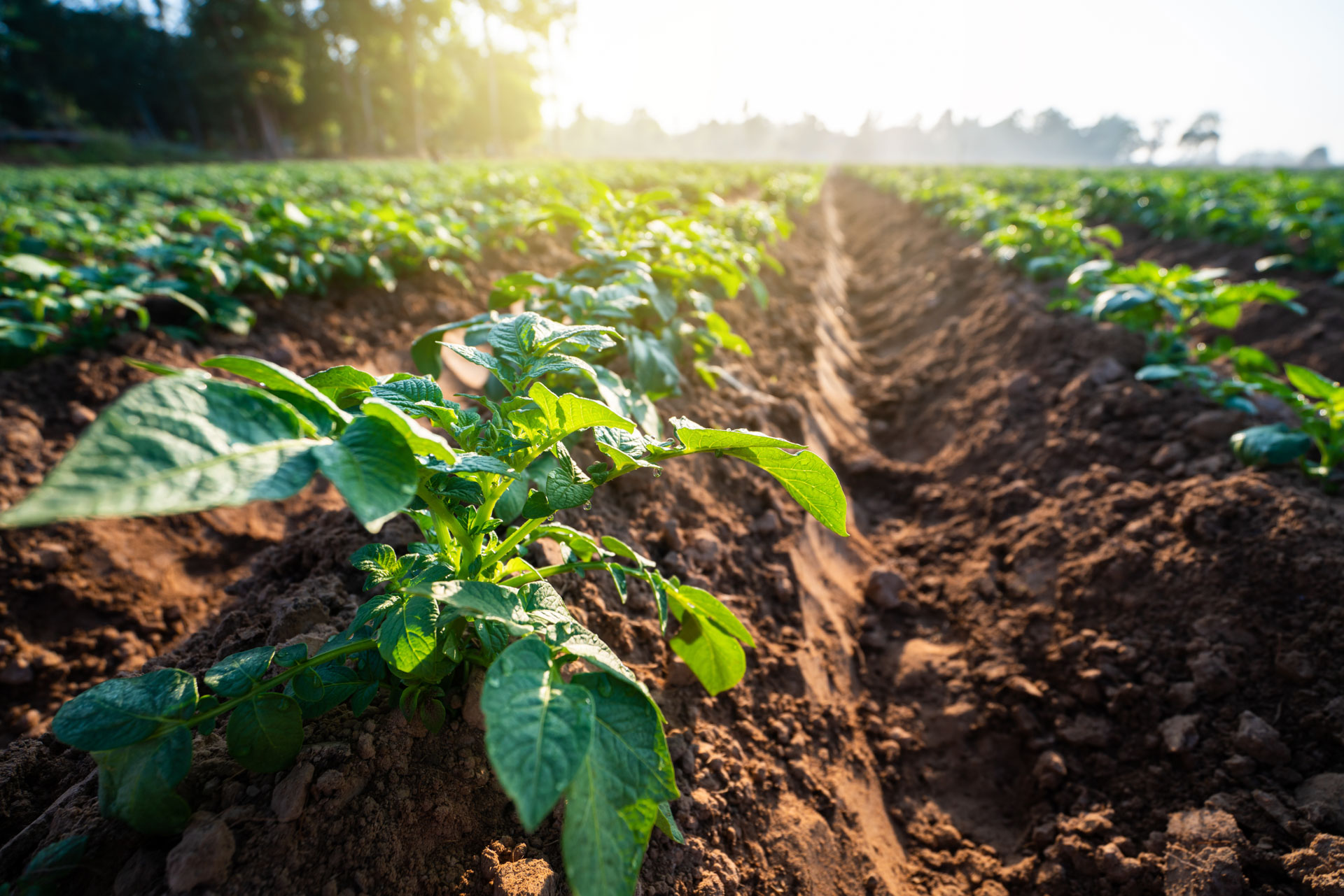 Agriculture | Antimicrobial Preservatives | THOR