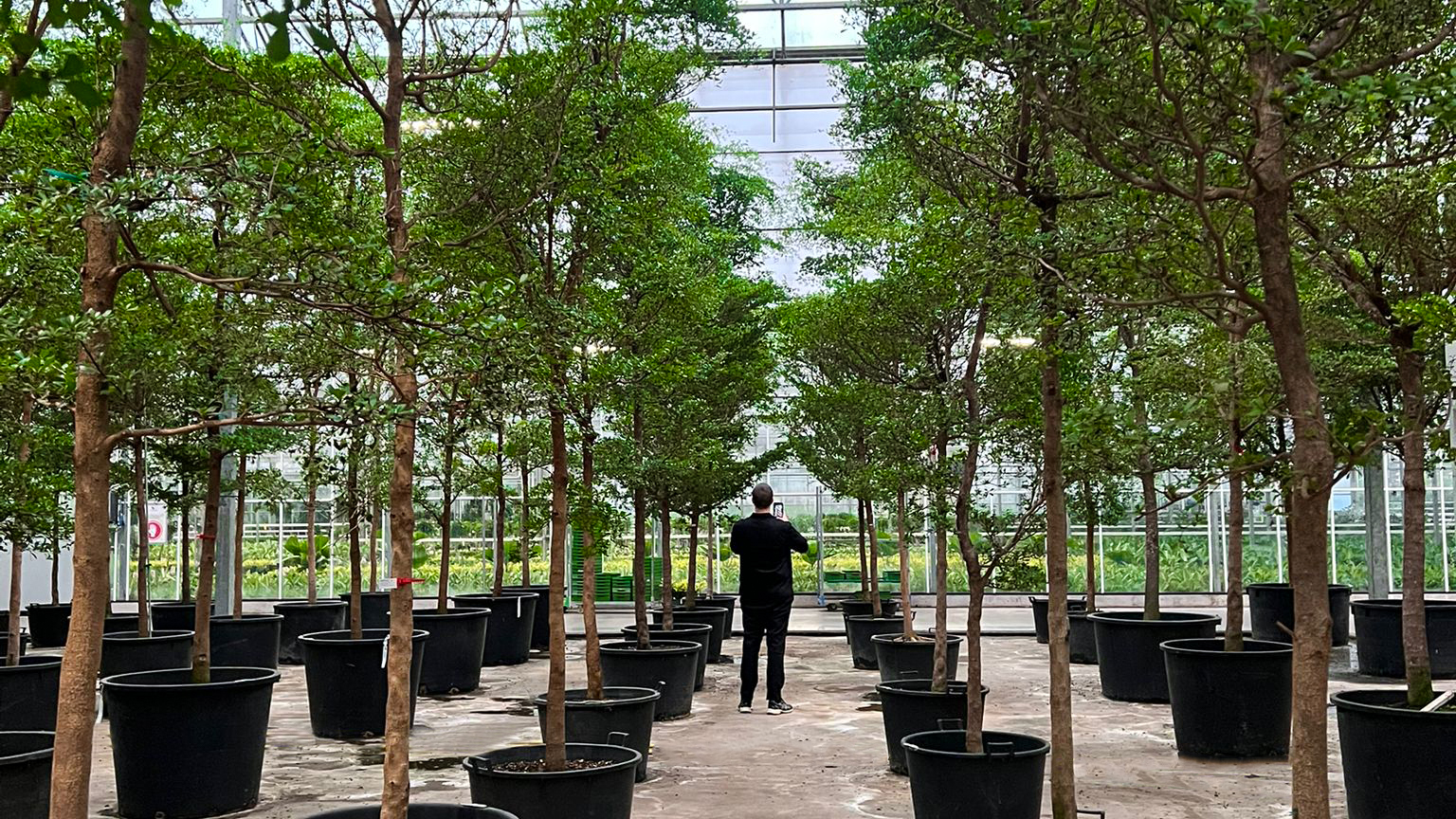 A guide to indoor trees