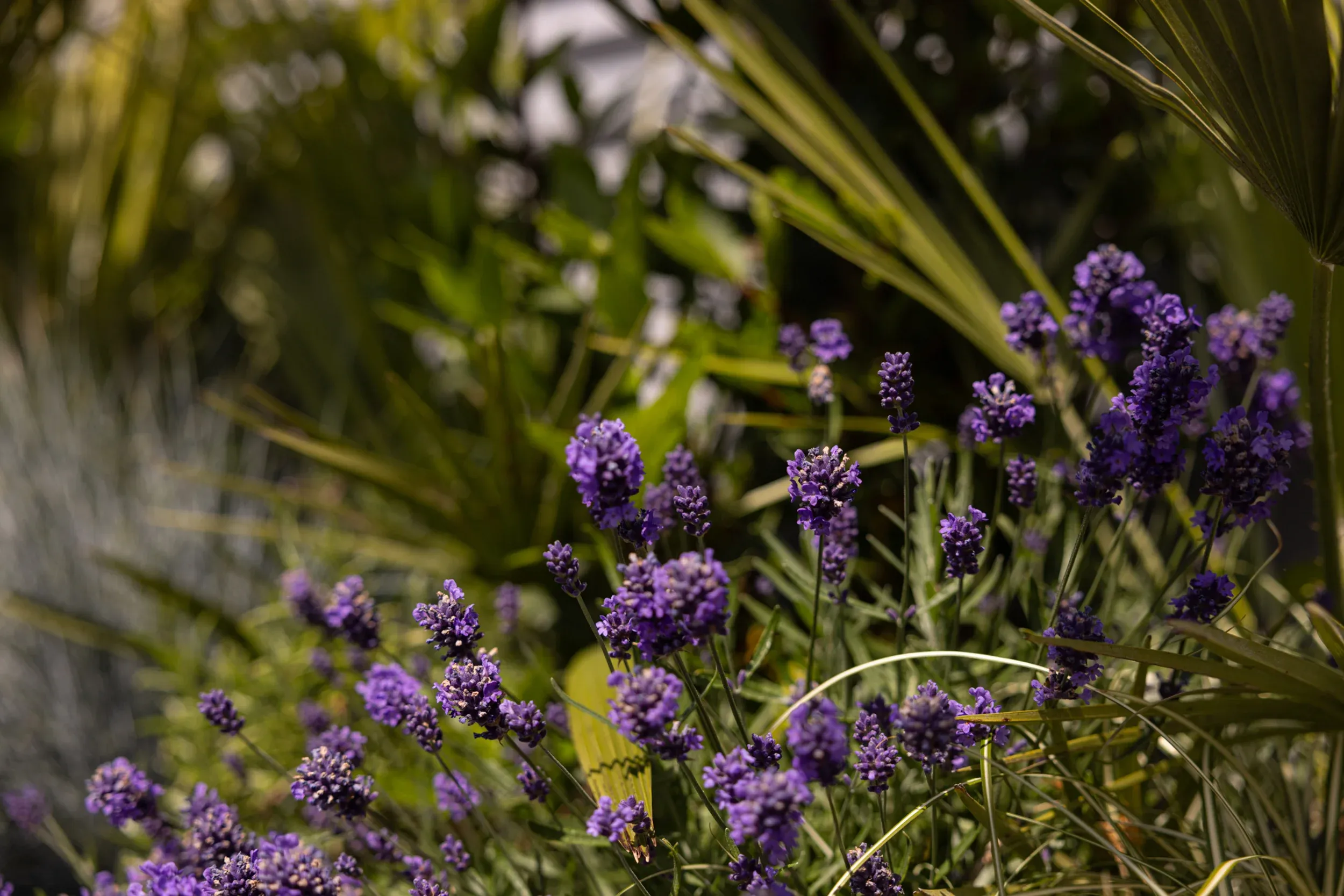 Outdoor Plants - Plant Plan