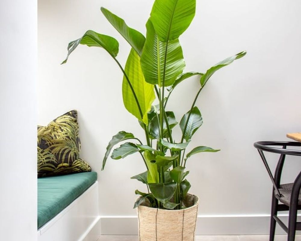 The four best big leafed plants for the office - Plant Plan The four best big leafed plants for the office - Plant Plan