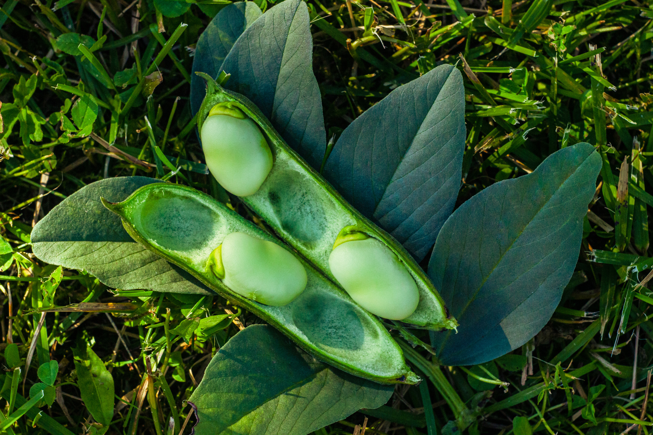 Aarhus Protein | Copenhagen Merchants