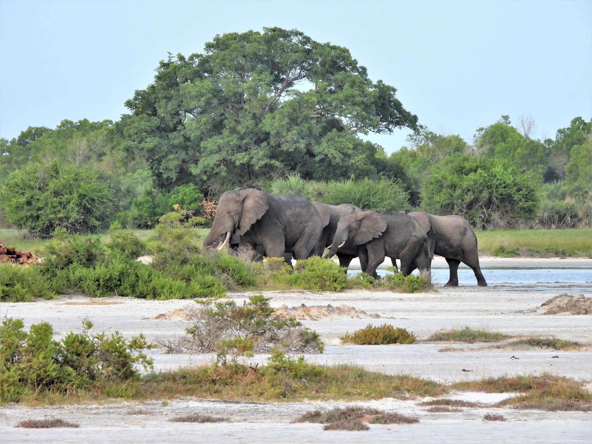 Saadani National Park | Gaia Safari