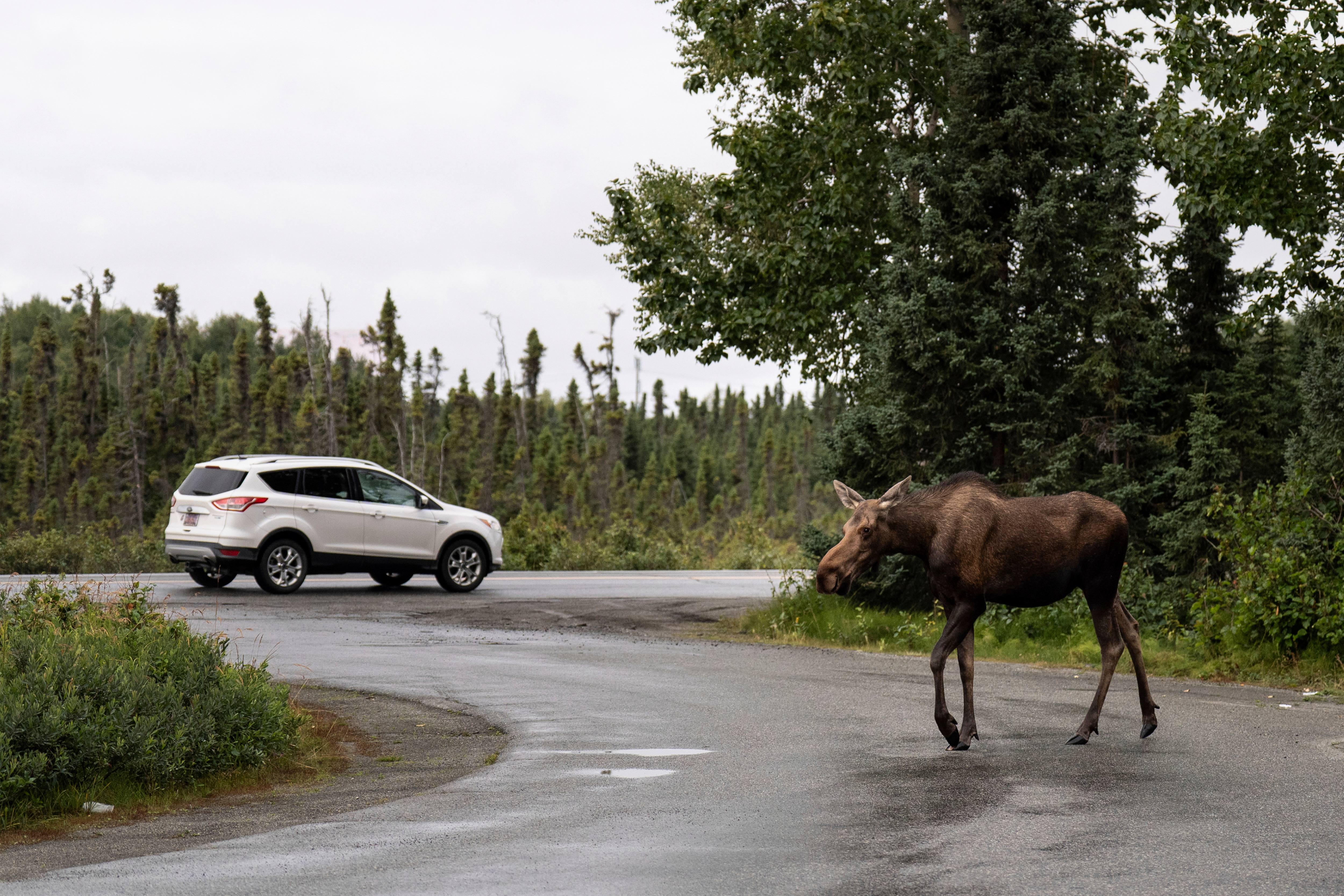 Der sture Elch Emil und der Beharrlichkeit der Finanzmärkte. | Börsianer