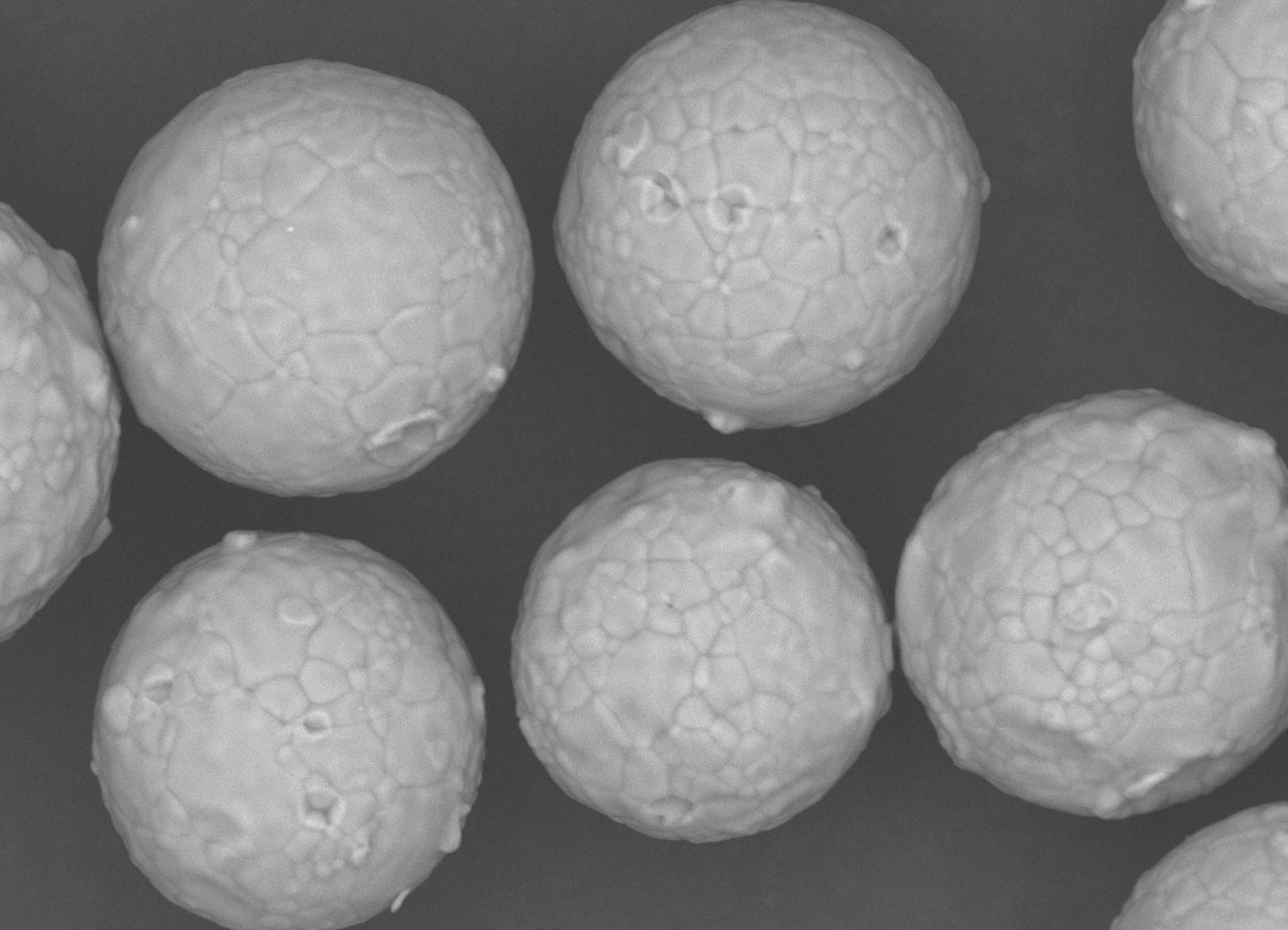 HA Powders · CAM Bioceramics