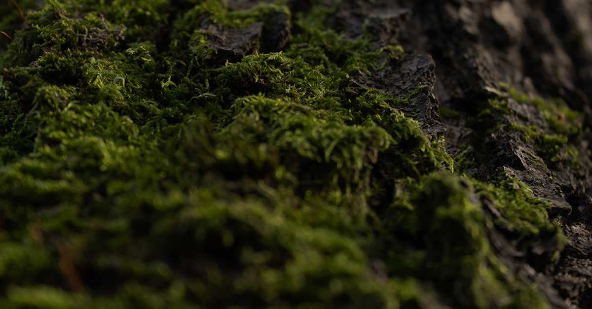 ACT Group | Key Insights on Reforestation in Brazil: ACT’s Role & Impact