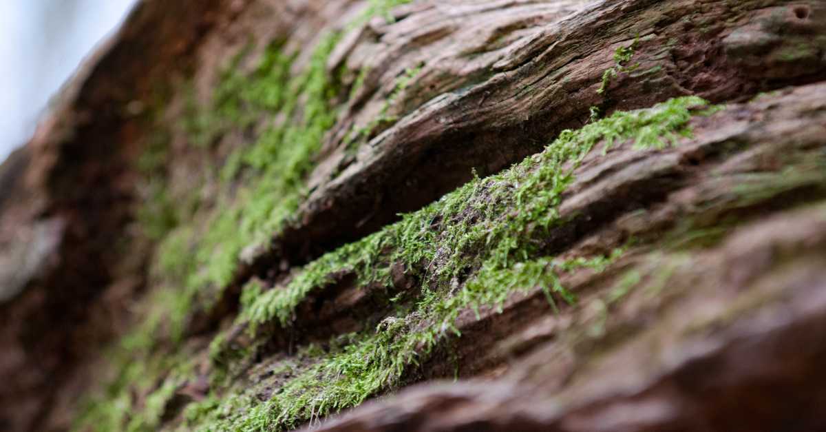 ACT Group | How RECs Work: Tracking and Trading Renewable Energy