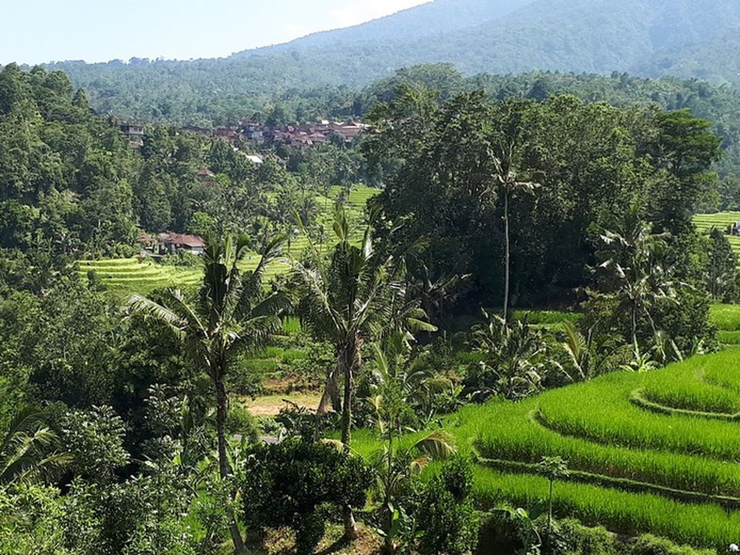 Traditionele Javaanse gerechten in Breda | 28 Jaar traditie