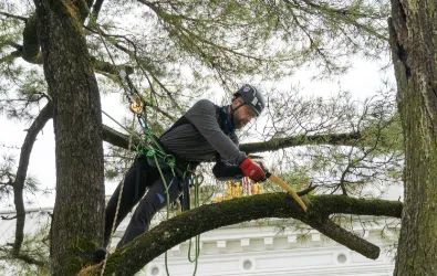 tree cutting rope techniques