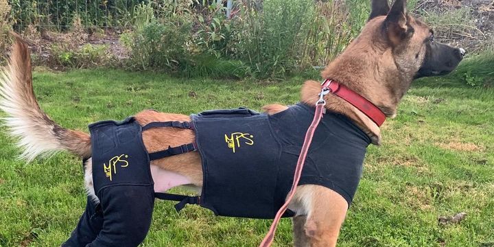 Medical Pet Shirts | Protective Recovery Wear for Pets | Hind Leg ...