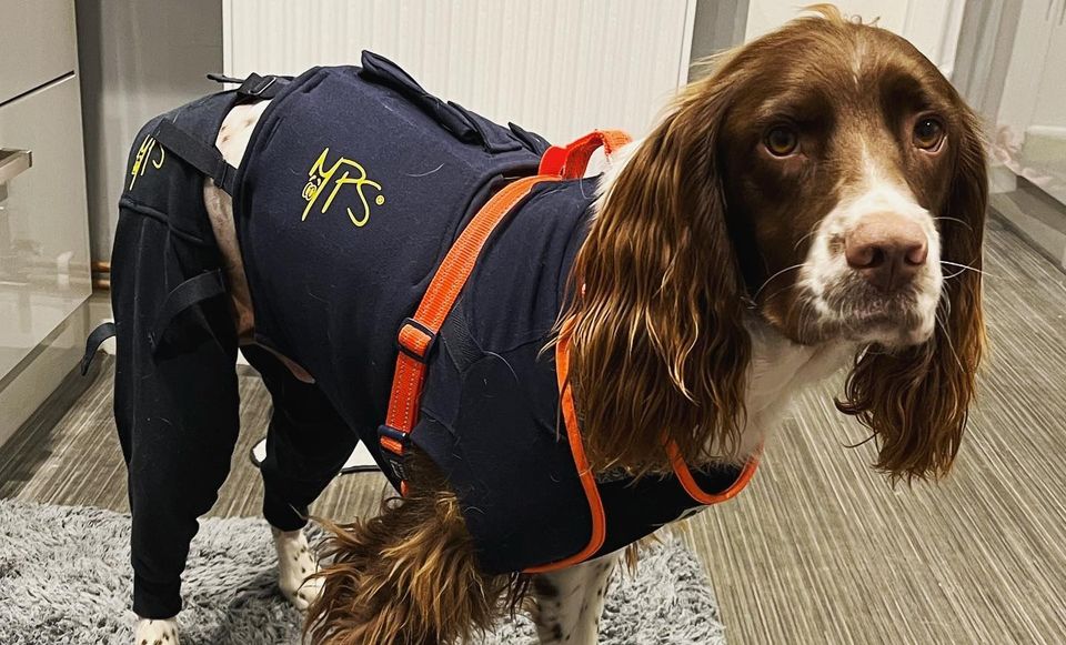 Medical Pet Shirts | Protective Recovery Wear for Pets | Recovery ...