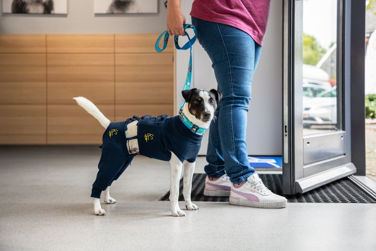 Medical Pet Shirts | Trusted Recovery Wear for Veterinary Use ...