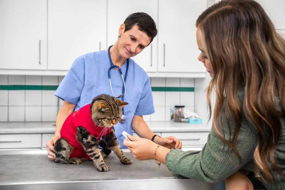 Medical Pet Shirts | Trusted Recovery Wear for Veterinary Use ...