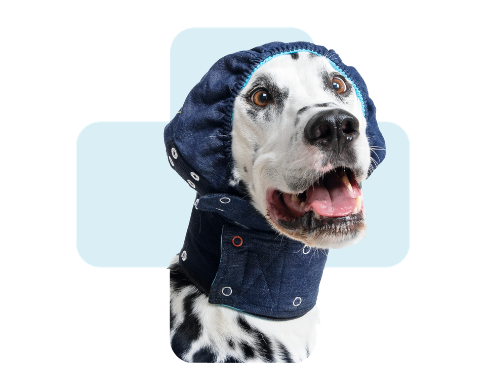 Medical Pet Shirts | Protective Recovery Wear for Pets | Frequently ...