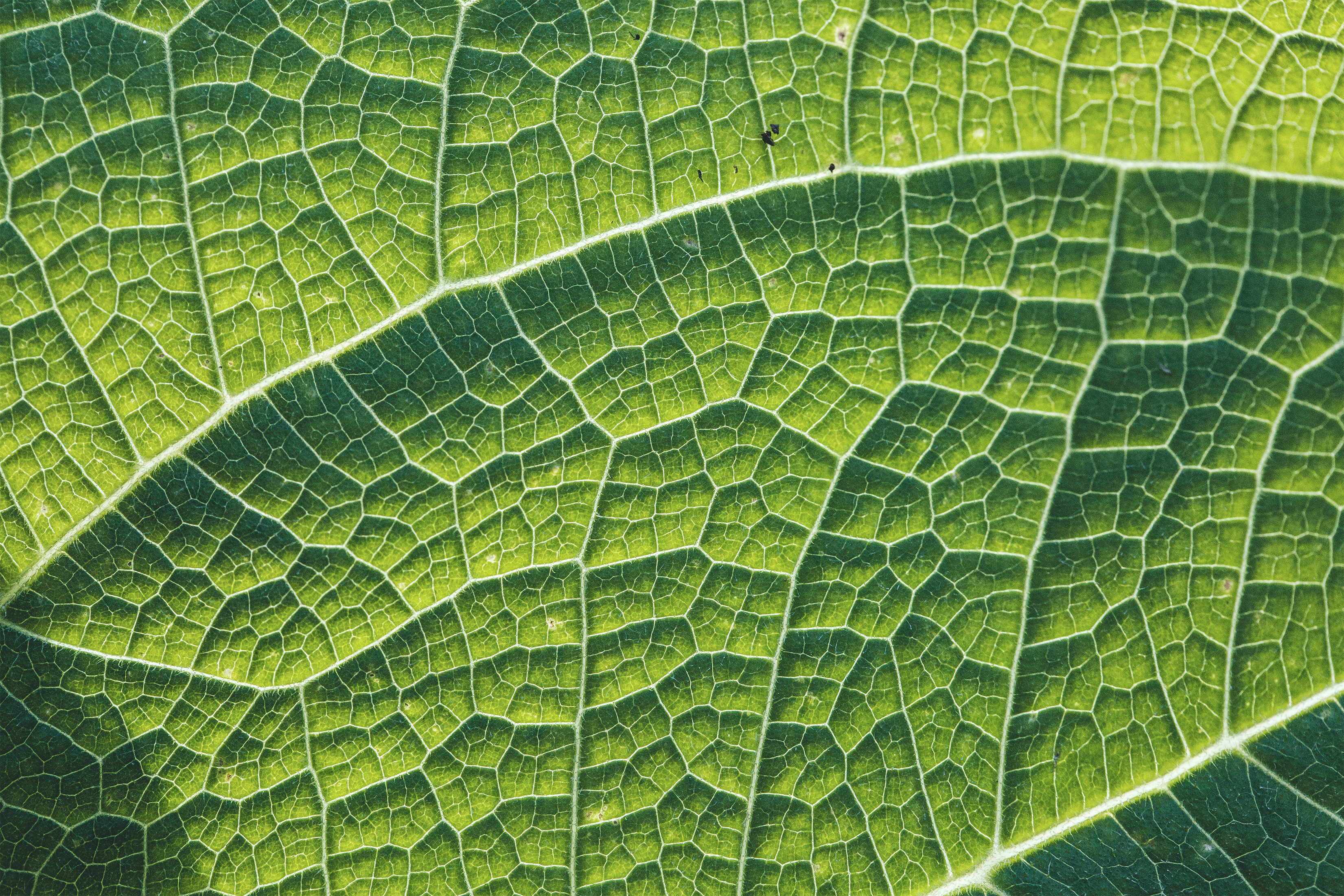 Improve crop yields in controlled environment systems with DAC | Skytree