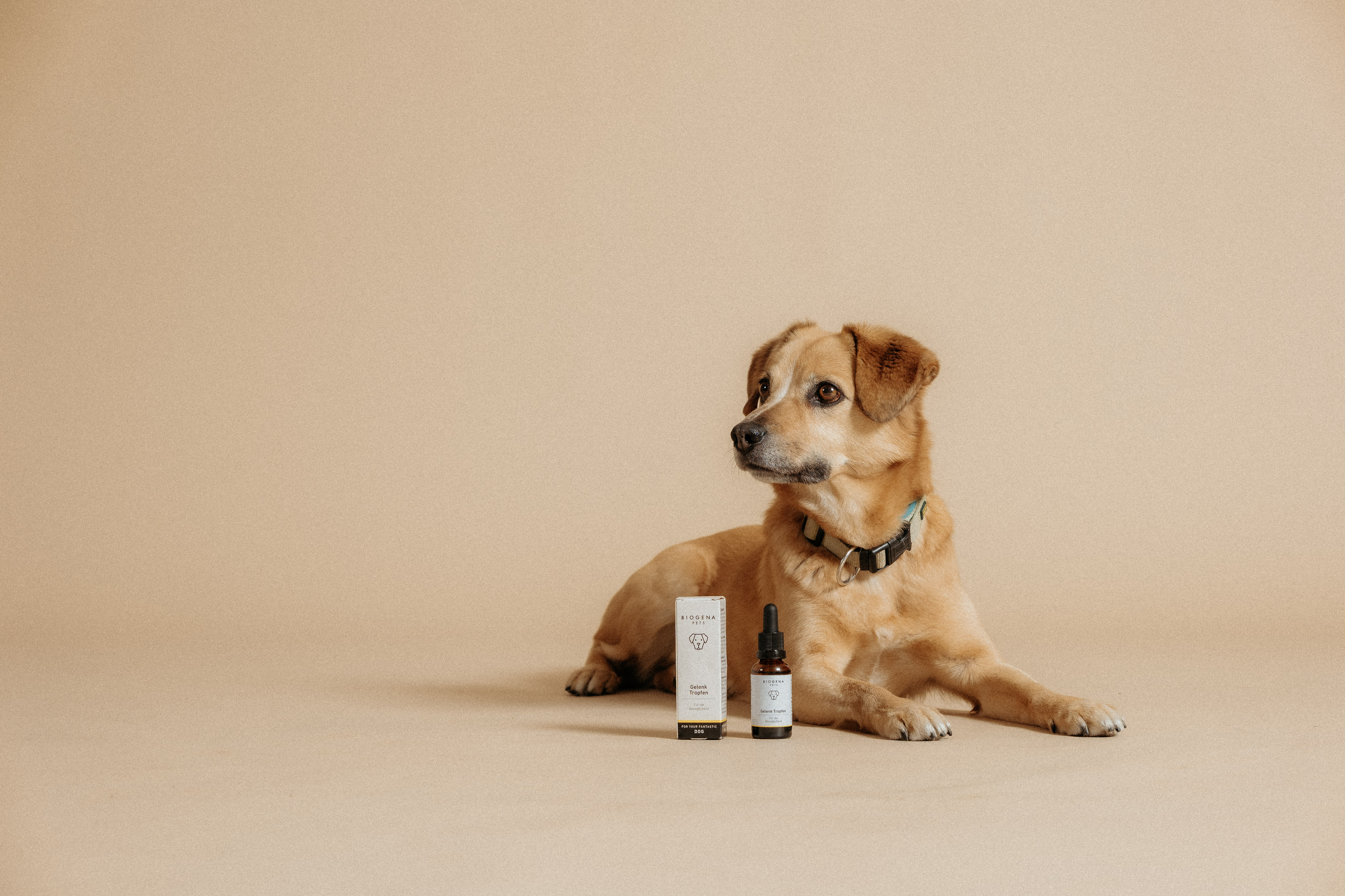 Durchfall beim Hund 5 Tipps, Ursachen, Hausmittel & was wirklich hilft ...