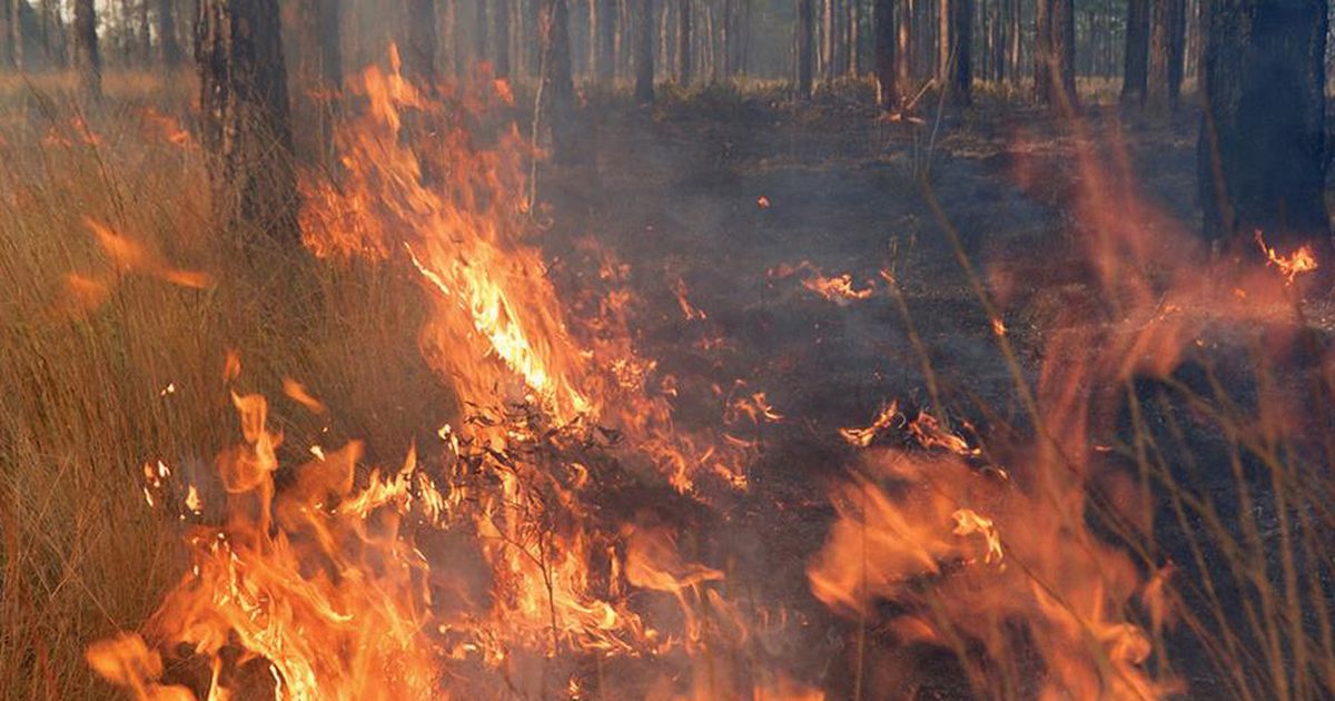 August wildfire in Newfoundland and Labrador causes over $70 million in ...