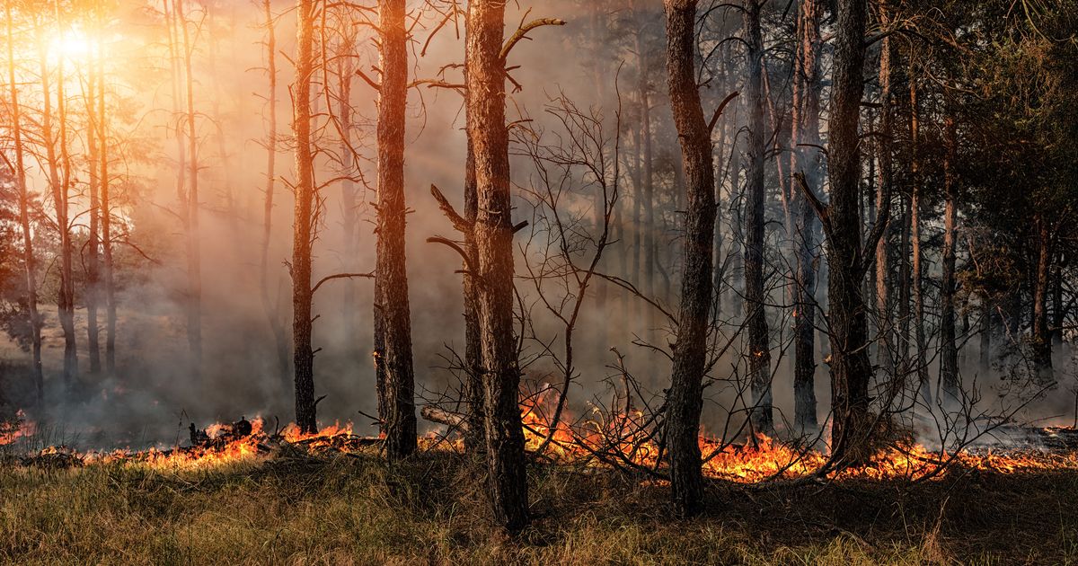 Insurance Bureau of Canada provides Jasper wildfire recovery update