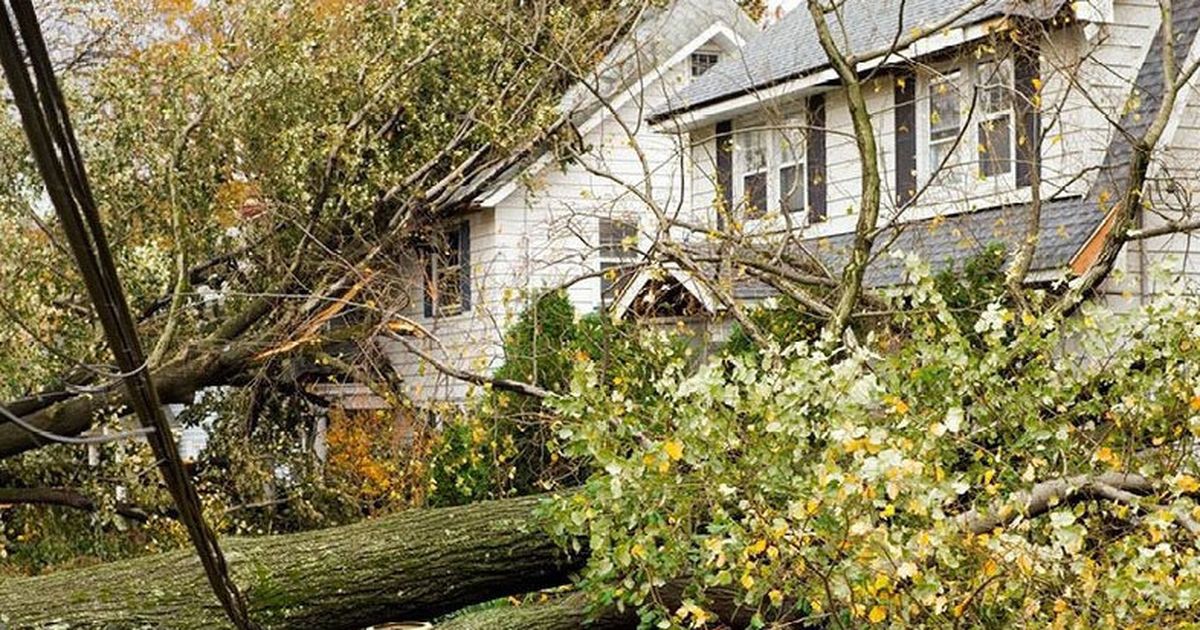 Good, Better, Best Wind Protection: Learn the most effective resilience ...