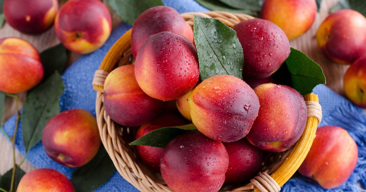 Can Dogs Eat Nectarines?