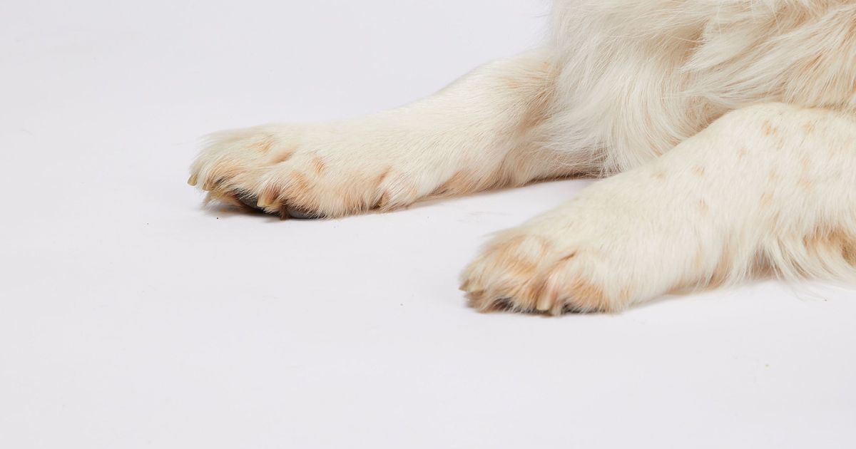Why Do Dogs Have Dewclaws?