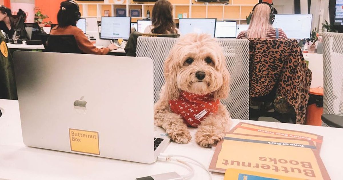 The Benefits of Office Dogs