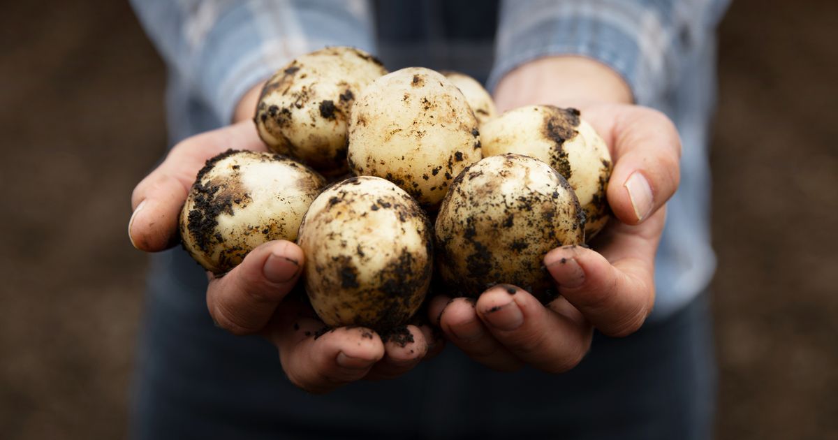 Crozier Farms Brand | Plato