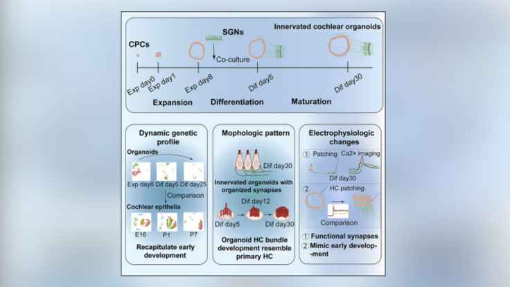 Scientists Create Inner-ear "Organoids" in Cell Cultures to Research ...