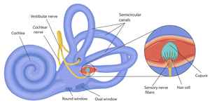 Vertigo and Dizziness: Causes, Treatment and Prevention