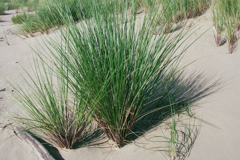 Marram Grass Planting Workshop | Dublin Bay Biosphere