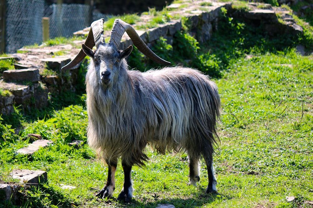 Ruggedly Handsome Irish Goat & Bog Asphodel | Dublin Bay Biosphere