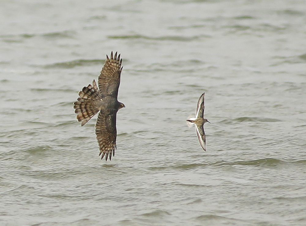 Nature and Photography | Dublin Bay Biosphere