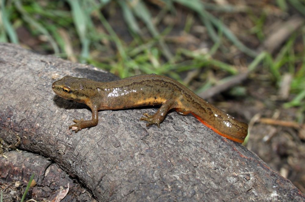 Ever So Smooth Newt | Dublin Bay Biosphere