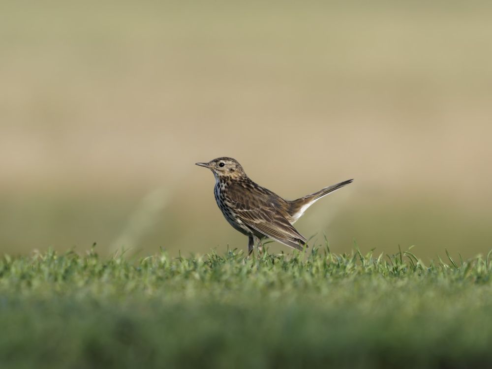 Birds of the Biosphere | Dublin Bay Biosphere