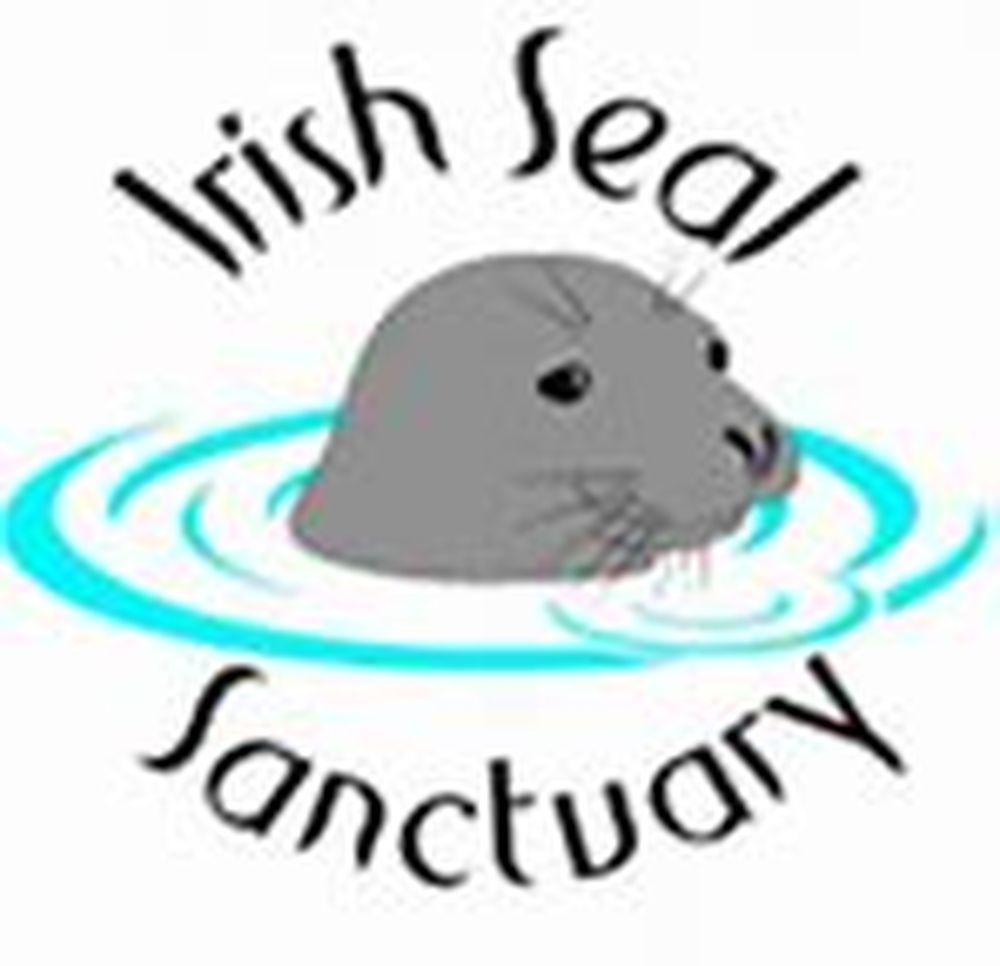 Curious Grey Seal | Dublin Bay Biosphere