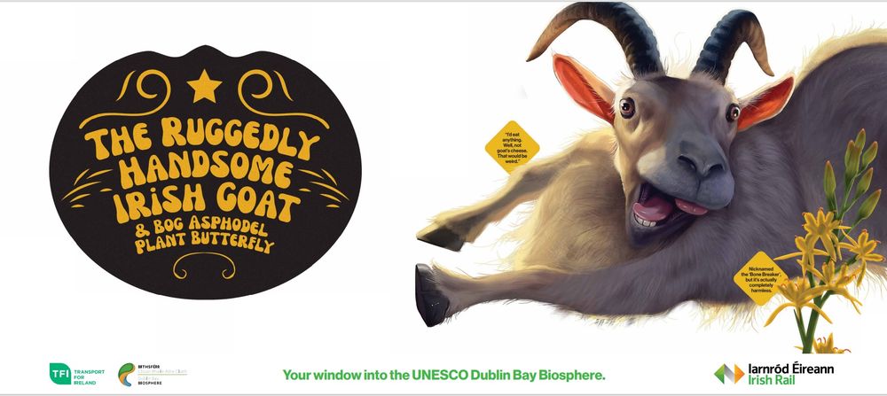 Ruggedly Handsome Irish Goat & Bog Asphodel | Dublin Bay Biosphere