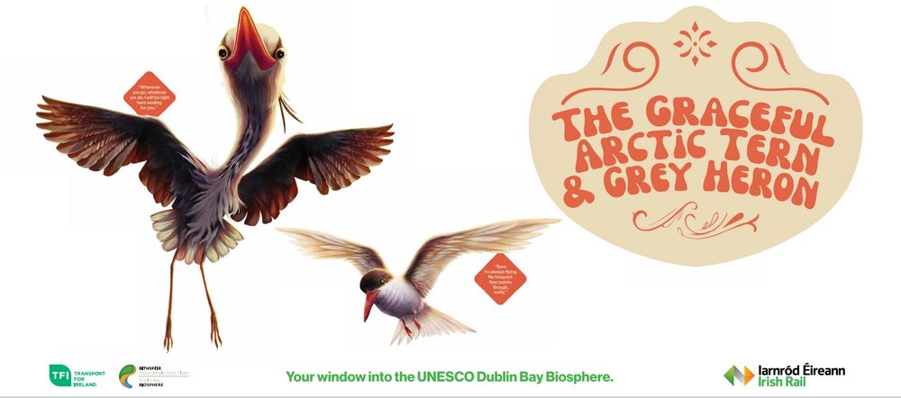 Graceful Arctic Tern & Grey Heron | Dublin Bay Biosphere