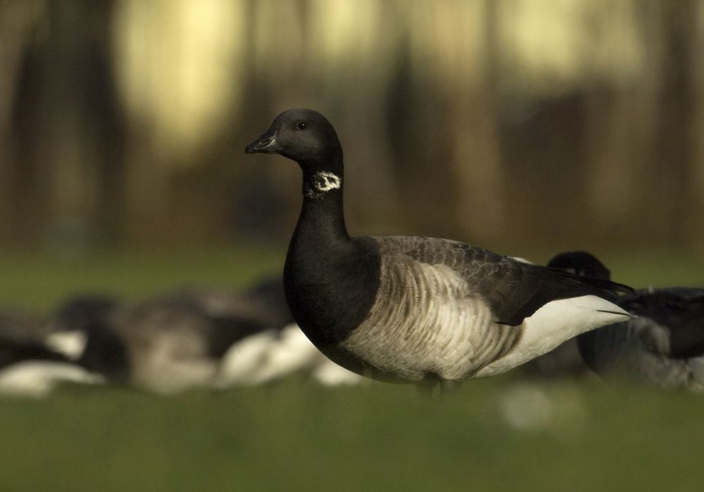 Webinar - Birds of the Biosphere | Dublin Bay Biosphere