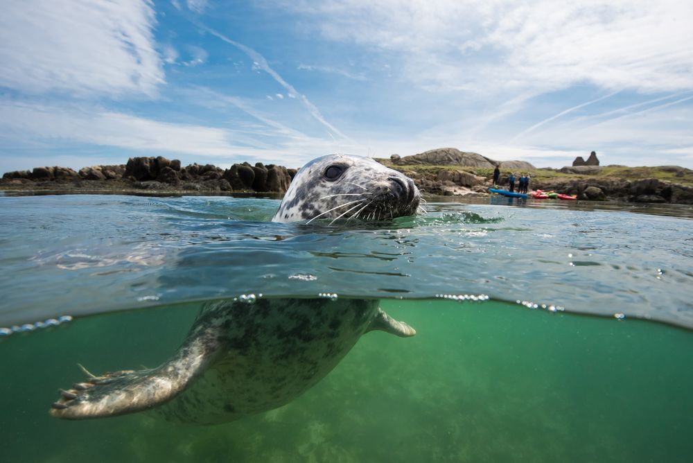 do seals bite swimmers