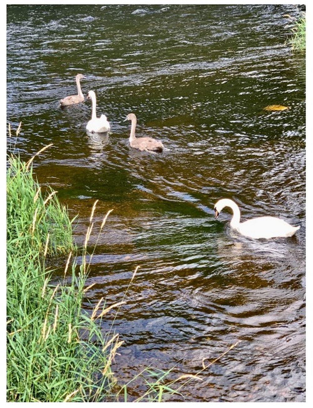 Dublin's Young Nature Blogger Champion Announced | Dublin Bay Biosphere