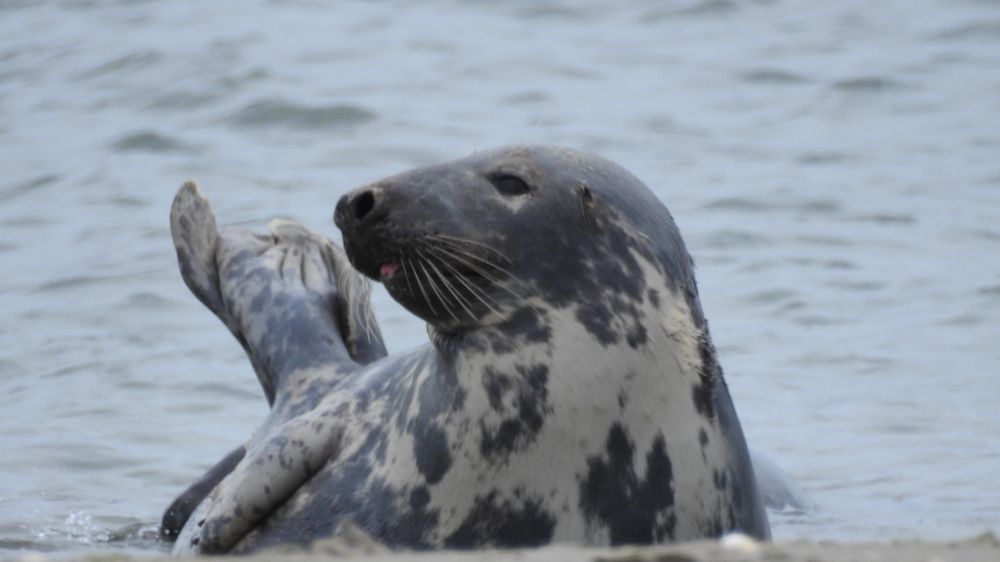 Curious Grey Seal | Dublin Bay Biosphere