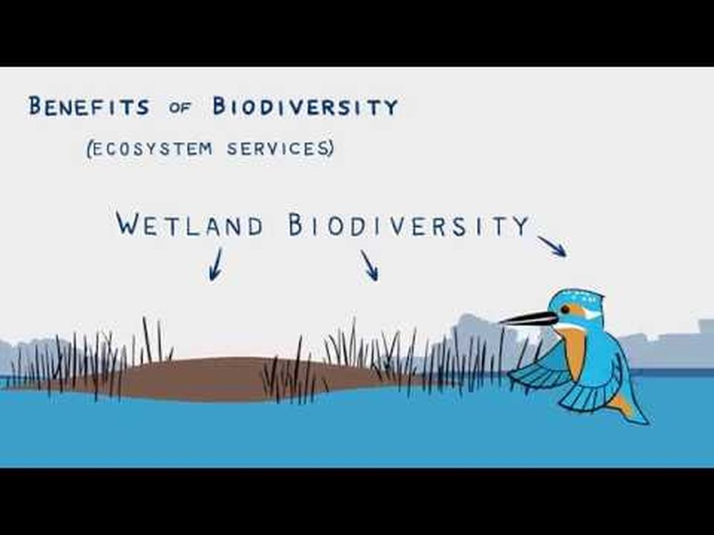 Video Library | Dublin Bay Biosphere